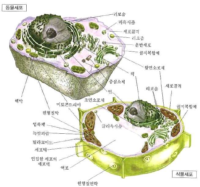 농업 농학 방통대 등 농업생물화학 핵심 요점 정리 7장 세포