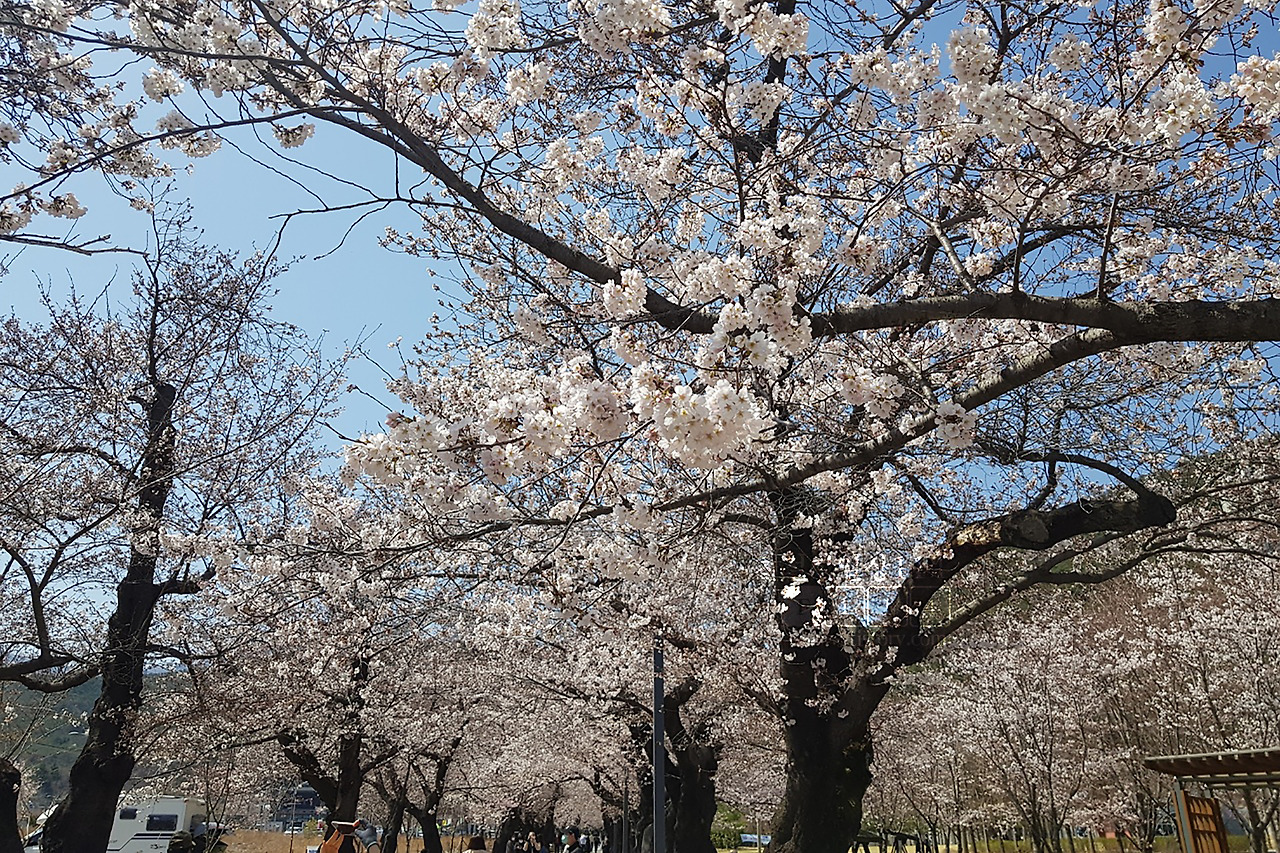 벚꽃놀이 명소 울산 언양 작천정 벚꽃길 Plus 벚꽃개화시기ㅣ주변카페정보