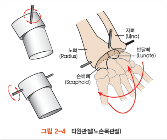우리몸의 관절은 어떻게 생겼을까우리몸 관절 종류 정리경첩관절평면관절절구관절타원관절중쇠관절안장 관절