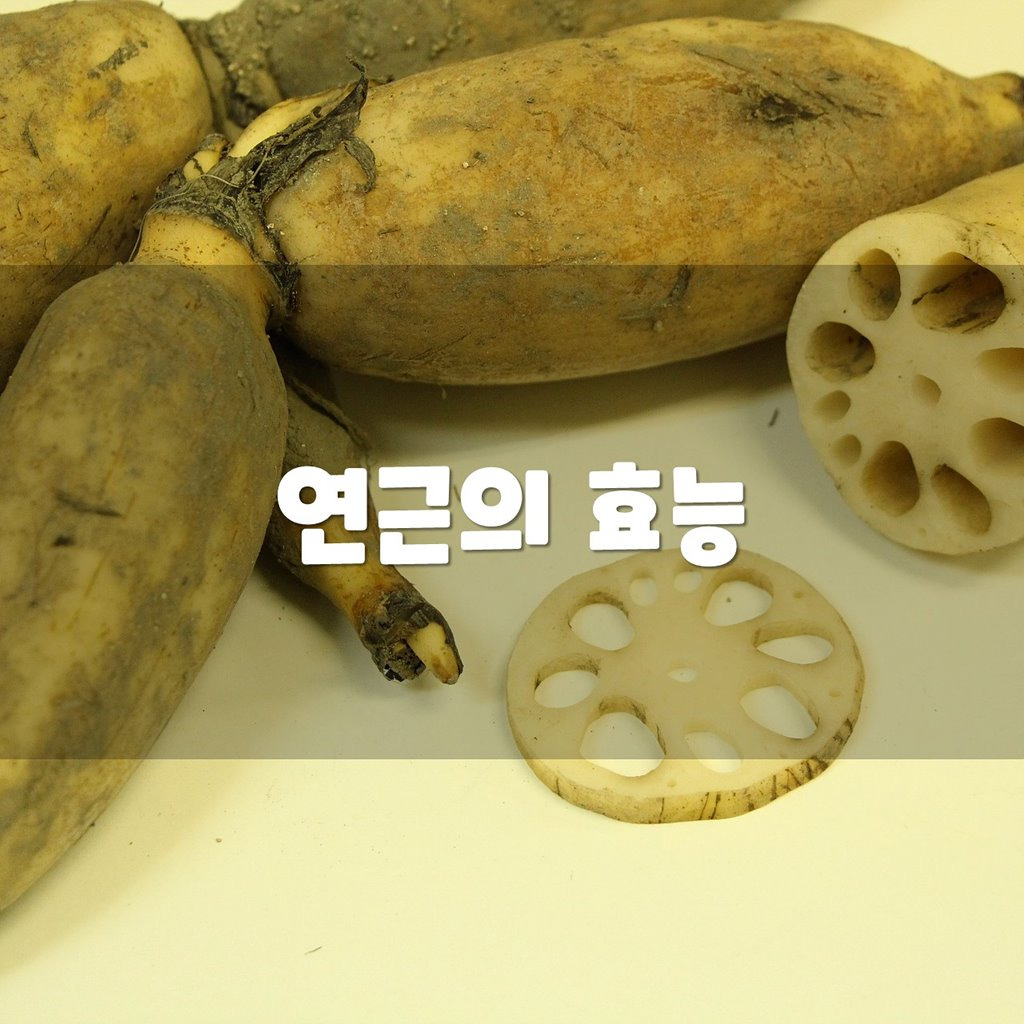 연근 효능 부작용다이어트 장 건강 빈혈 예방