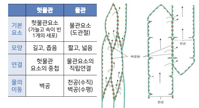 방송통신대학교 재배식물생리학 요약 정리 2 식물의 주요조직