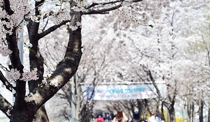 안양 충훈 벚꽃 축제 안양 가볼만한곳 2024 주차장 정보