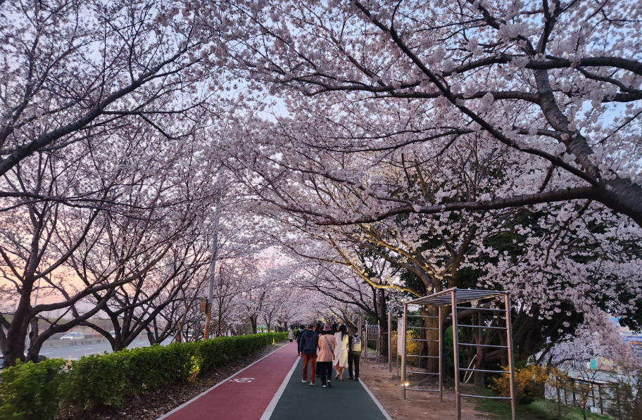 부산 낙동강정원 벚꽃축제 일정 주차장 삼락생태공원 벚꽃