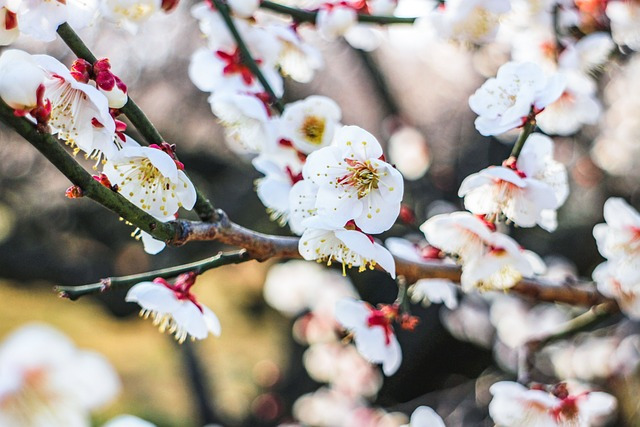 2025 광양 매화축제 일정 And 개화 시기 총정리 🌸