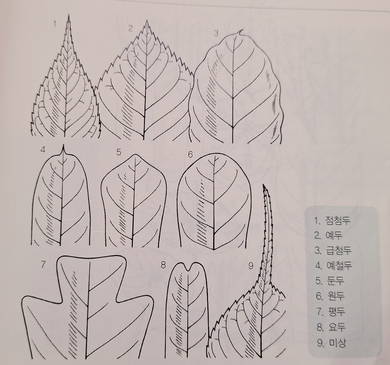 피자식물의 잎의 구조 상세 그림 잎의 배열 잎 가장자리 잎 모양 잎 끝 모양 잎 밑 모양 복엽 종류 등에 따른 구분
