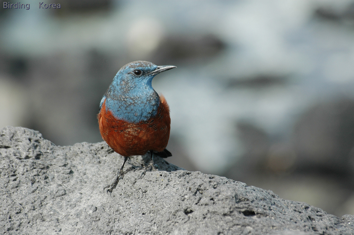 Birds of South Korea, Residents