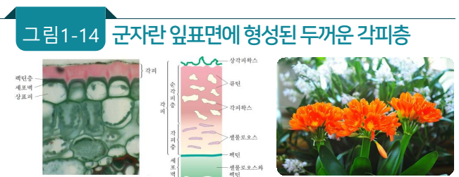 방송통신대학교 재배식물생리학 요약 정리 2 식물의 주요조직