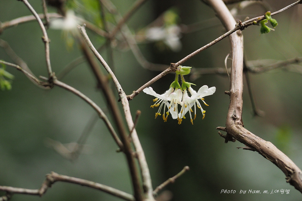 길마가지나무(인동과 인동속) Lonicera harae Makino
