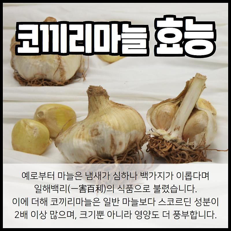 코끼리마늘 효능 부작용 먹는방법 요리법 재배방법 가격