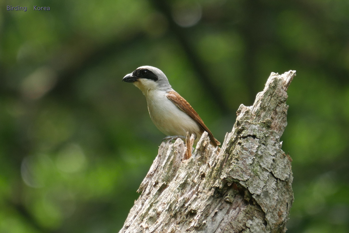 Birds of South Korea in summer