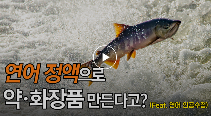 재미있는 수산이야기 Pdrn 연어주사 효과 Feat 리쥬란 쥬베룩 Mts