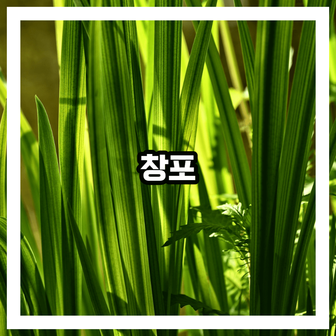 창포 생김새와 특징 효능 효과 채취법 이용법 석창포 꽃창포 총명탕 한번에 알아보자