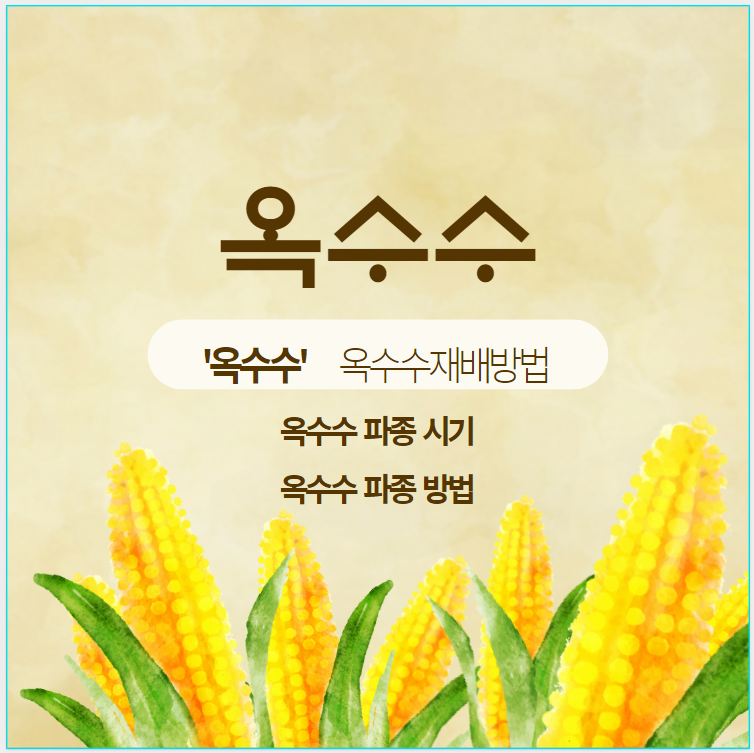옥수수 심는시기 파종시기 재배방법 파종방법 수확시기