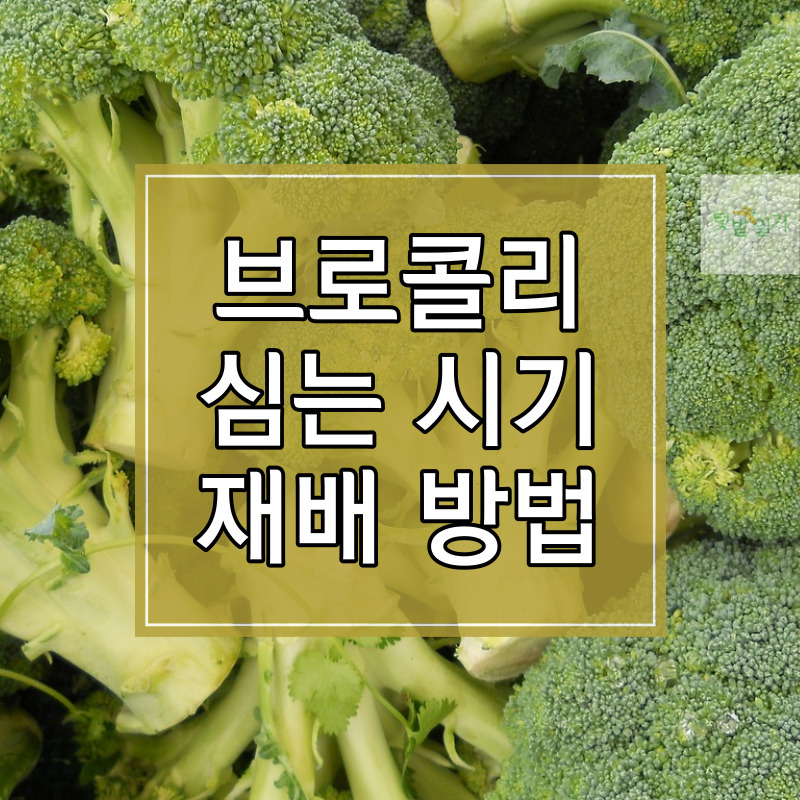 2023년 가을 브로콜리 심는 시기 및 재배방법 알아보기