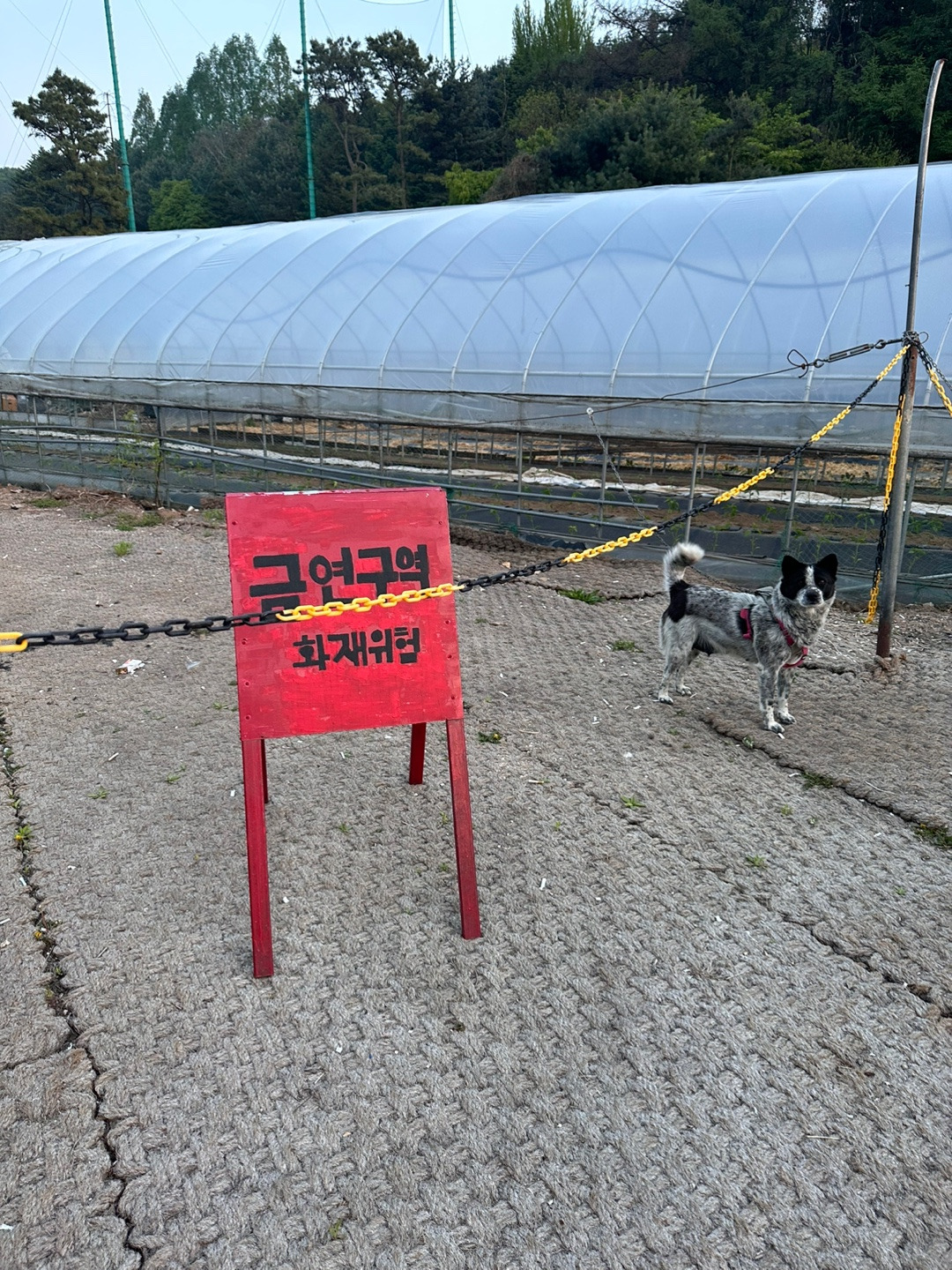 고기 구워먹는 마당 일명 고구마현주엽고기집