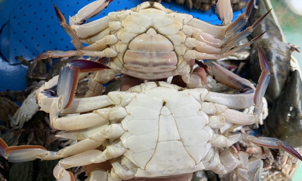 꽃게철 언제 꽃게를 맛있게 먹는 시기는
