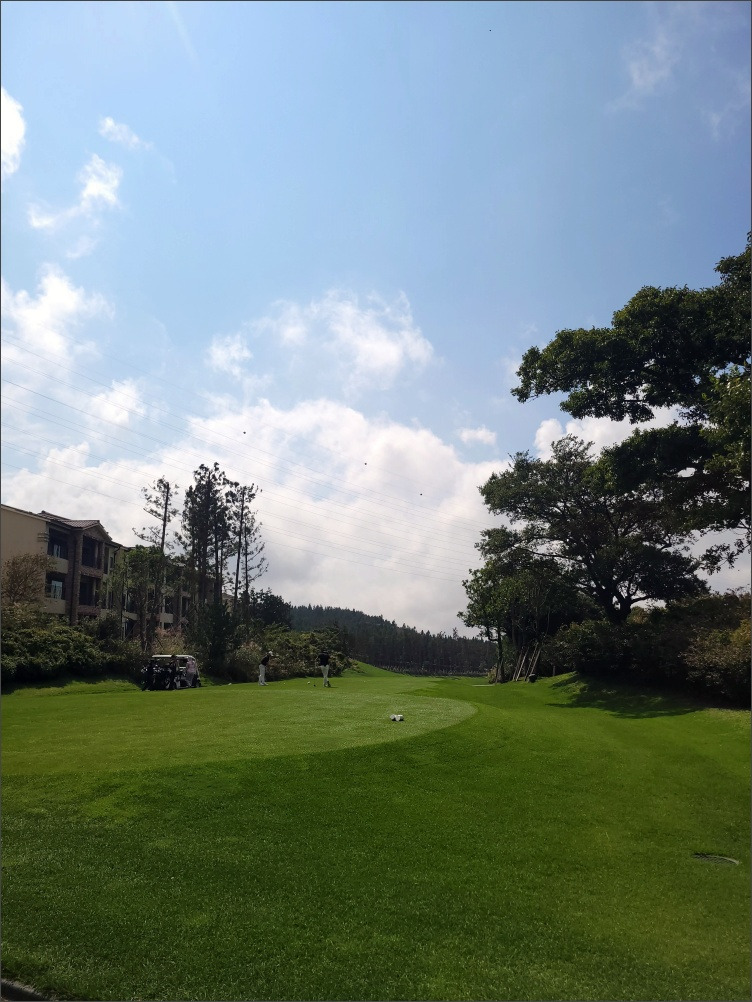 제주 아덴힐cc 라운딩 골프 후기 진짜 맛있는 해장국 가을 핑크 억새숲이 장관인 행복한 라운딩