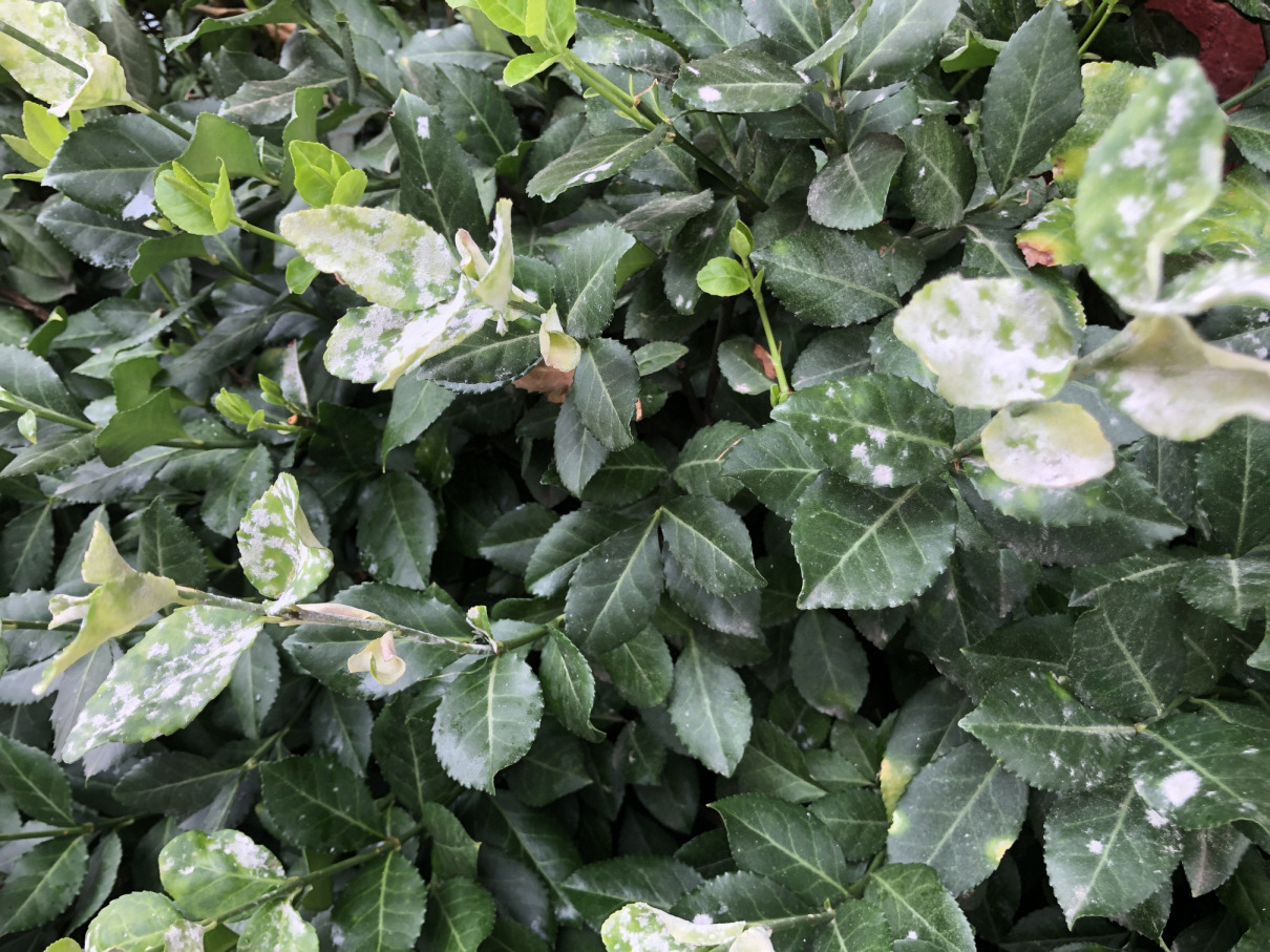 사철나무 흰가루병 (Powdery mildew of euonymus)