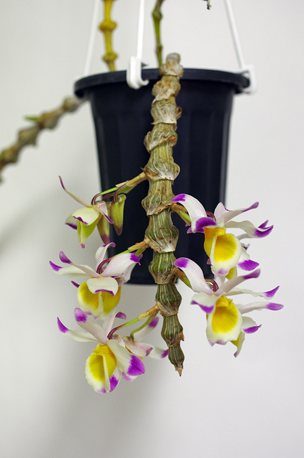 덴드로비움 펜듈럼(Dendrobium pendulum) - 종절석곡(腫節石斛)