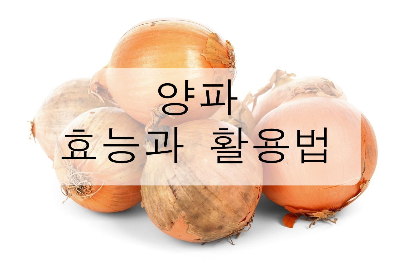 양파의 효능과 다양한 정보 총정리 고르는 법 손질 법 보관 방법 활용 방법