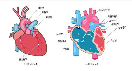 심장 구조 심장의 기능 심장의 위치