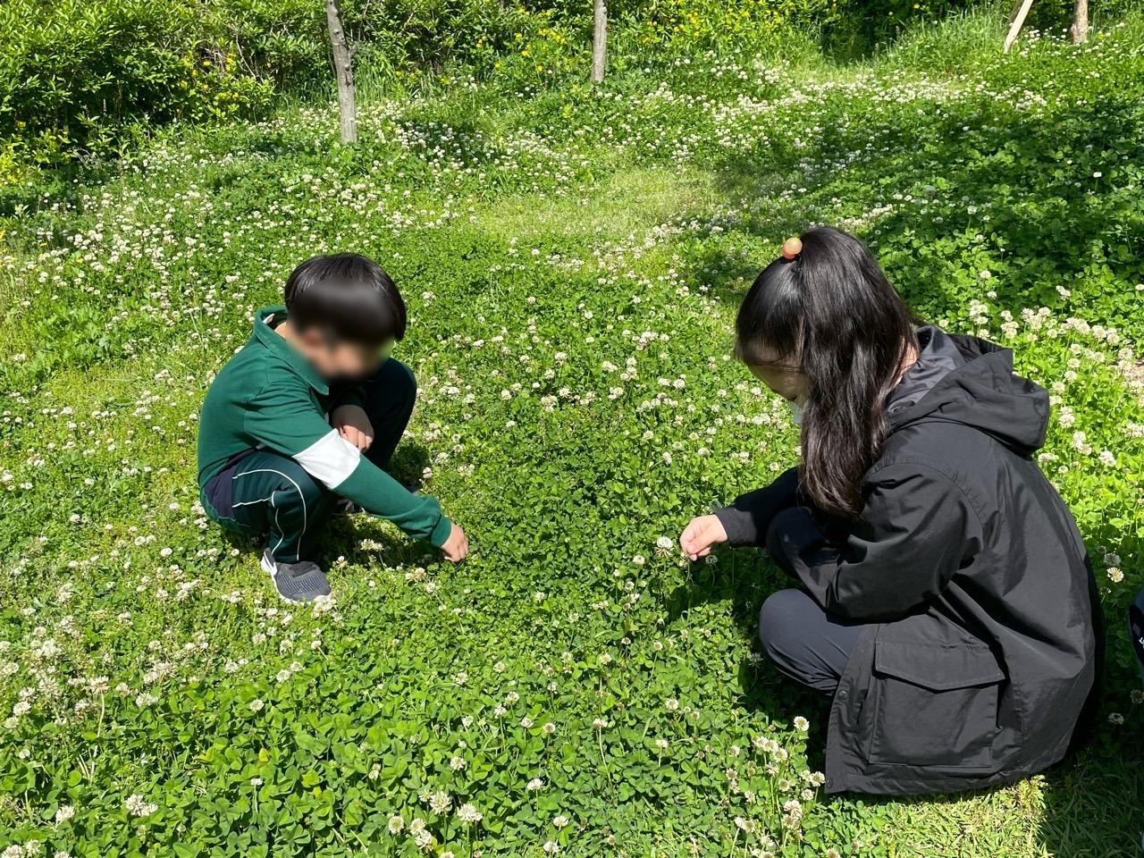 야생화토끼풀 클로버꽃 토끼풀 꽃반지 꽃팔지 만드는 방법 And 토끼풀 꽃말행운의 네잎 클로버