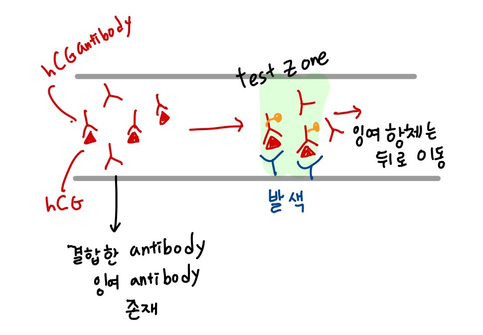 효소 결합 면역 흡착 분석elisaenzyme Linked Immunosorbent Assay 원리 프로토콜 하는 이유