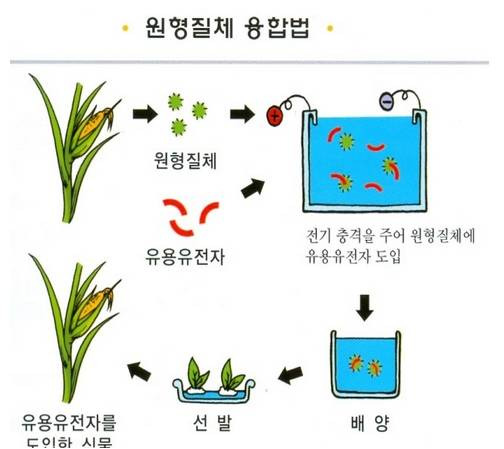 Gmo 유전자 조작 식품이란