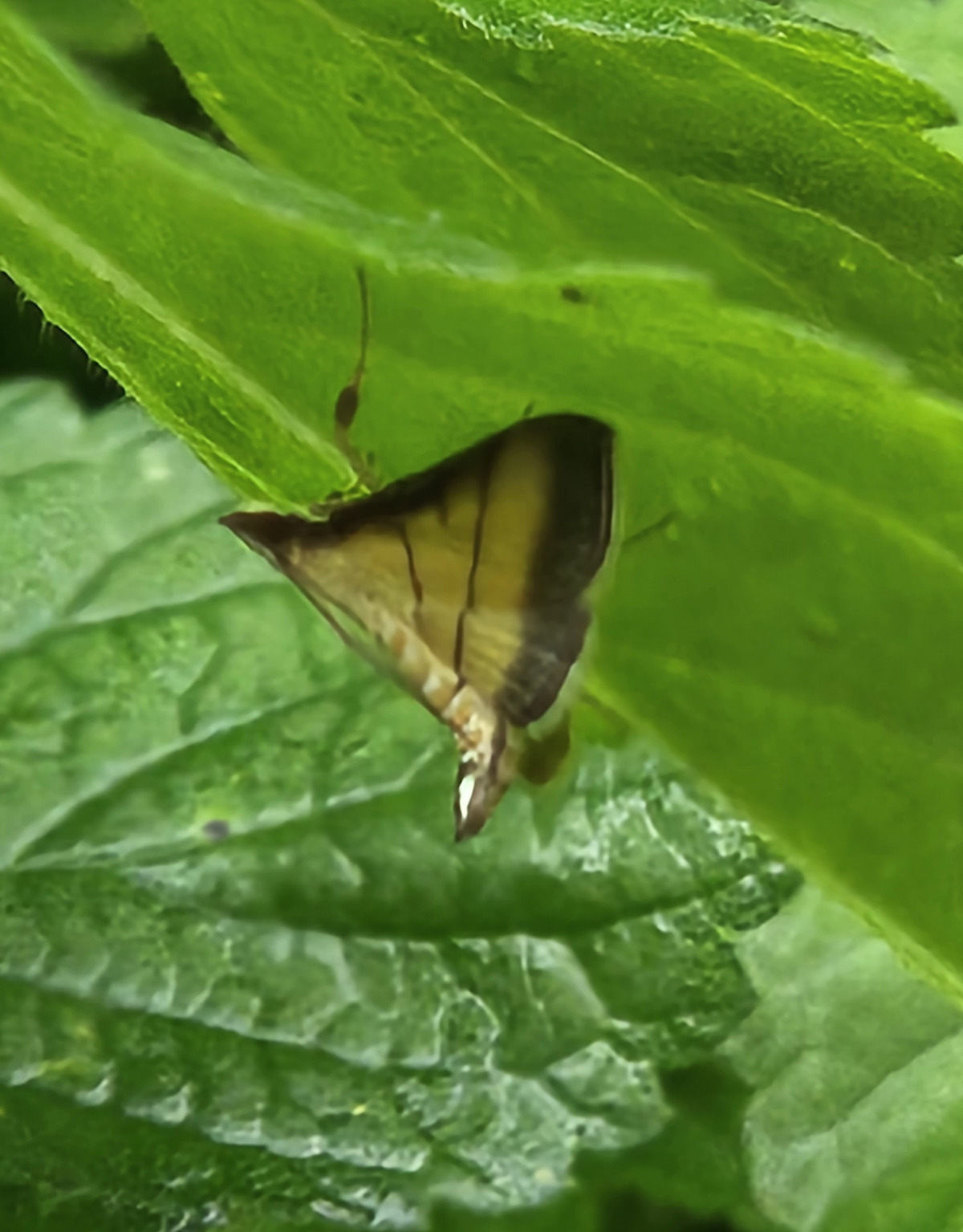 혹명나방 (Rice leaf roller)