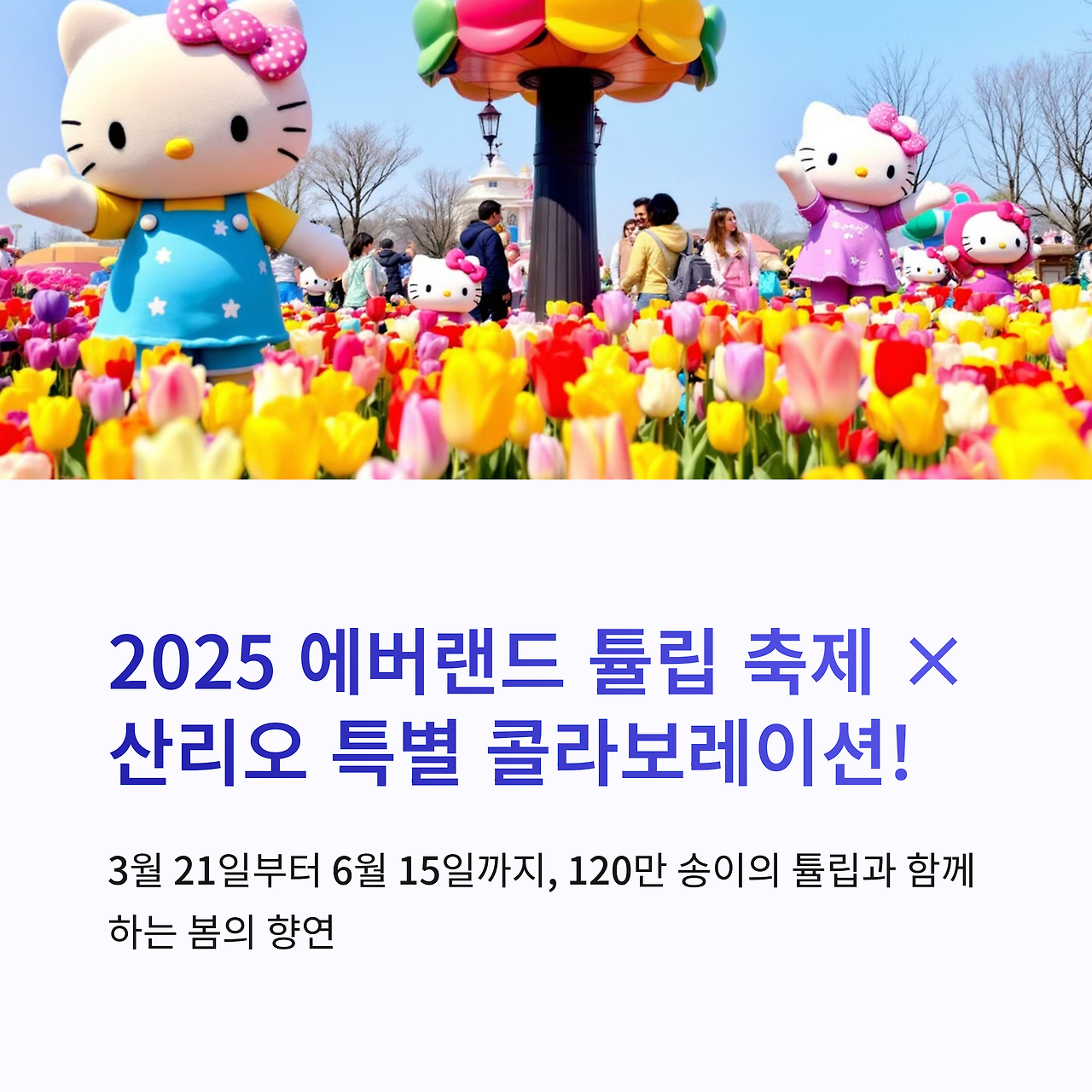 2025 에버랜드 튤립축제 완벽 가이드 산리오 캐릭터와 함께하는 봄의 향연