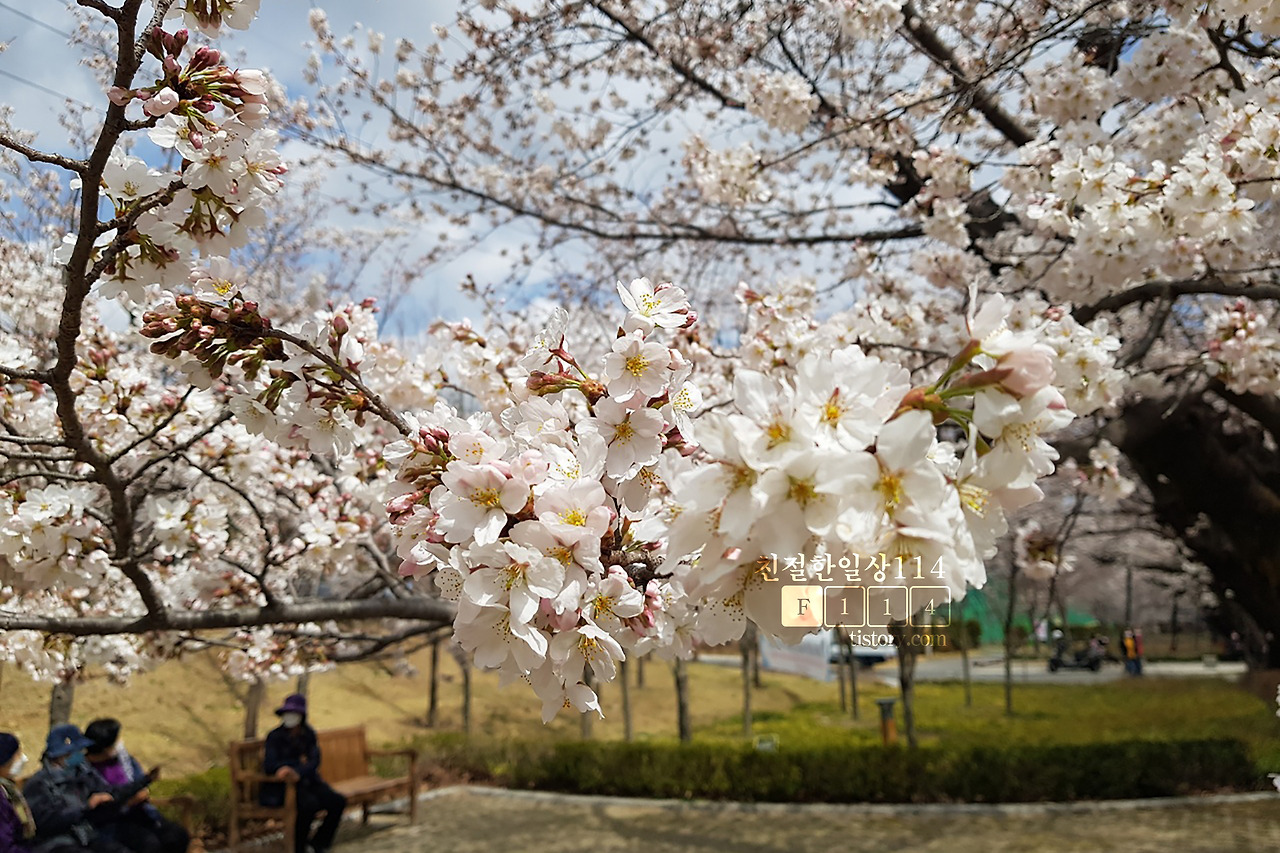 벚꽃놀이 명소 울산 언양 작천정 벚꽃길 Plus 벚꽃개화시기ㅣ주변카페정보