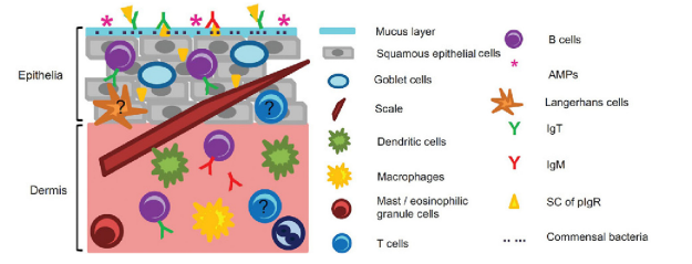 Fish mucosal immunity: skin(진행중)