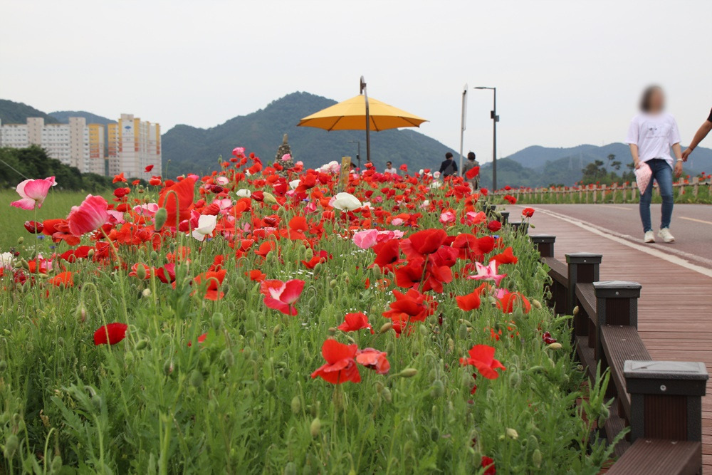 장성 황룡강 홍길동무 꽃길 축제 꽃양귀비 물결로 가득 데이트 장소