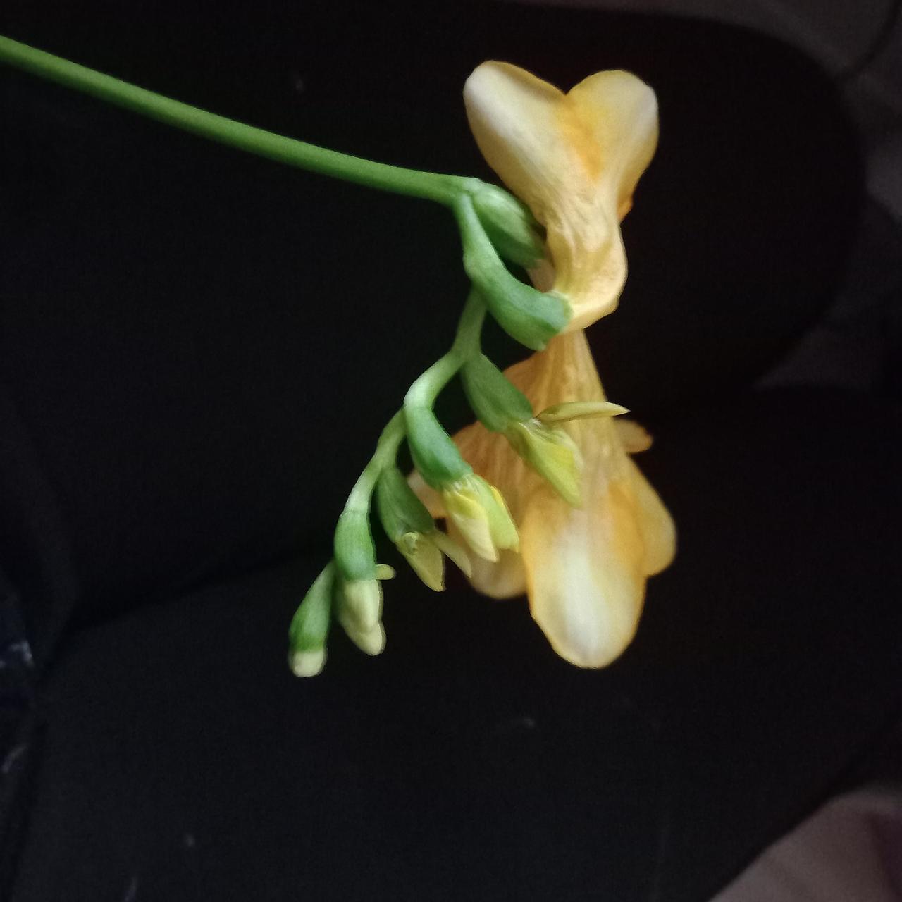 프리지아 꽃말 프리지어 생화 꽃피우기
