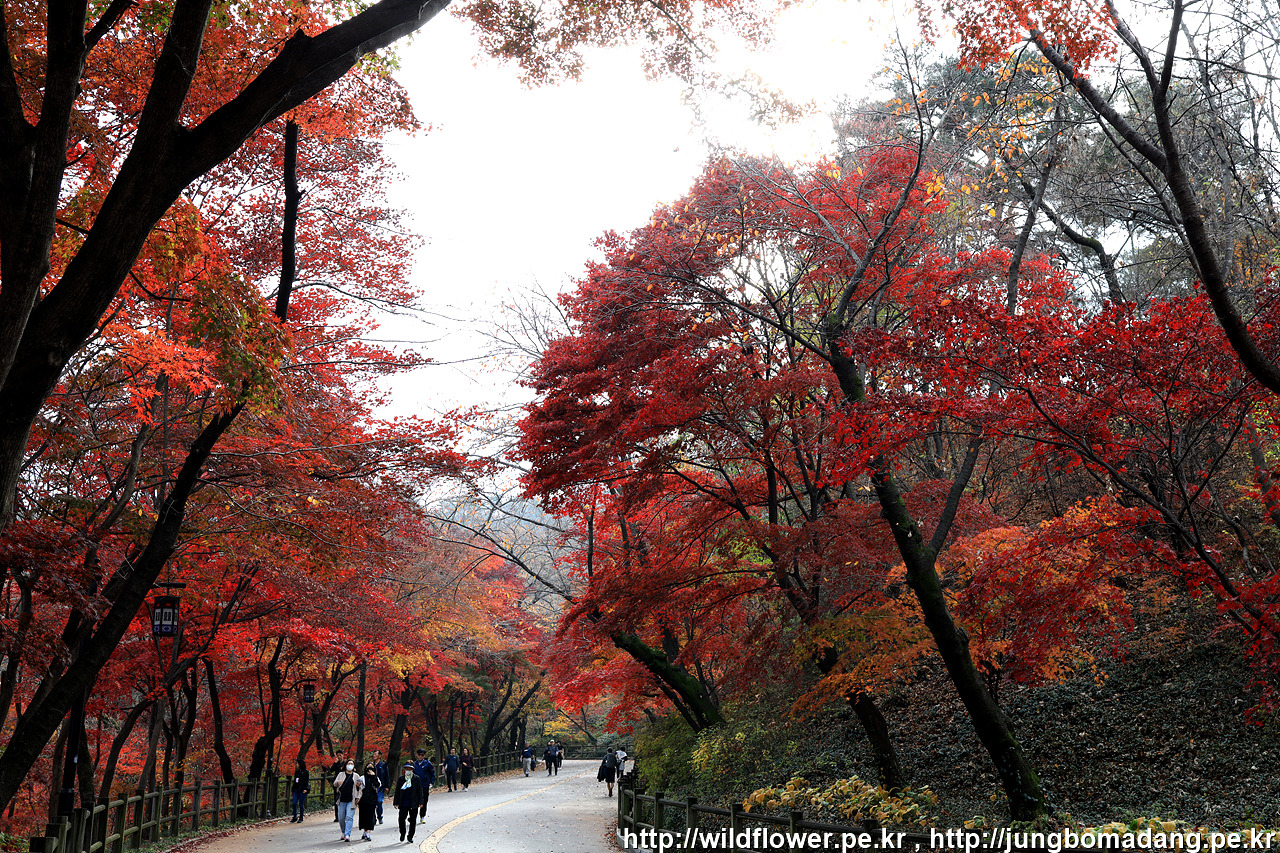 남산 북측 순환 산책로 야외식물원 단풍 And 김건희 특검 윤석열 퇴진탄핵 14차 촛불대행진 참석 2022 11 12