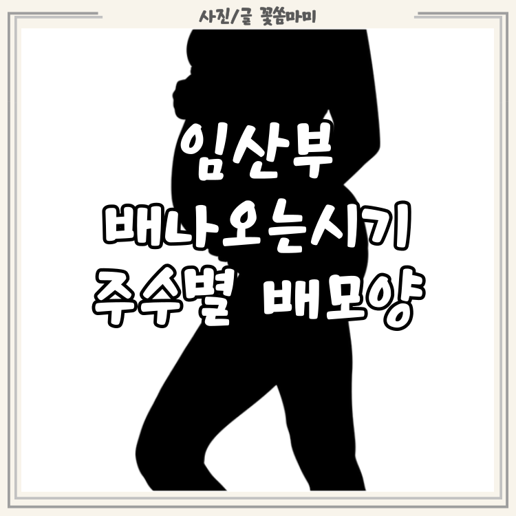 임신 임산부 배나오는시기 임신 초기 중기 후기 태아발달과 배모양 주의할점