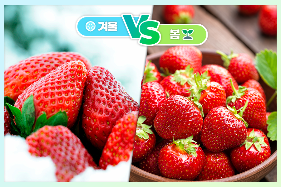 라이프 Talk 딸기 제철은 봄 겨울 딸기에 대한 모든 것