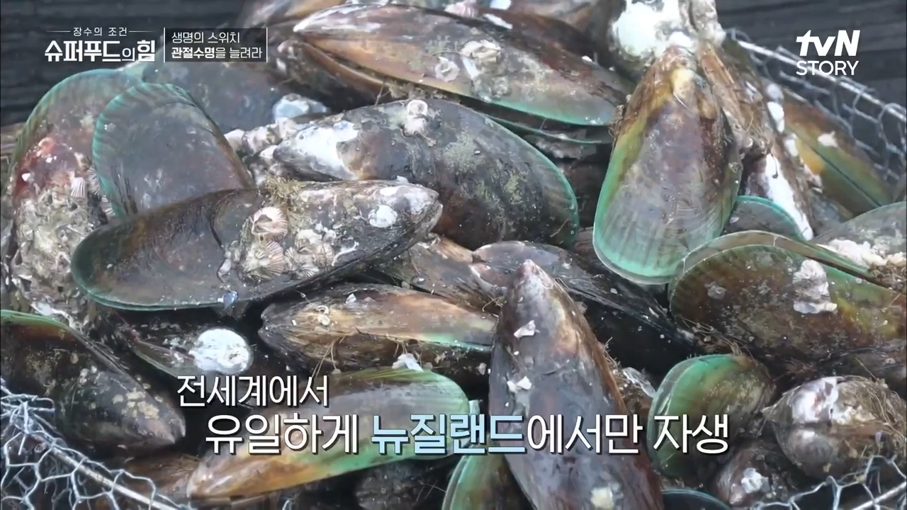 관절염에 좋은 초록입홍합 오일 효능 뉴질랜드 마오리족 전통음식