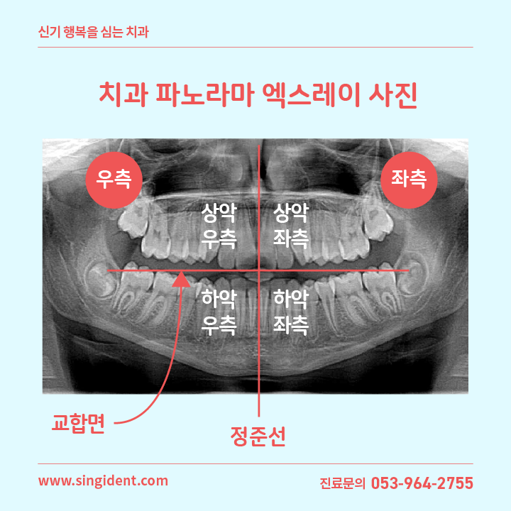 치아종류 치아번호 치아이름 성인치아개수 등 치아 기초 지식 신기행복을심는치과 건강정보