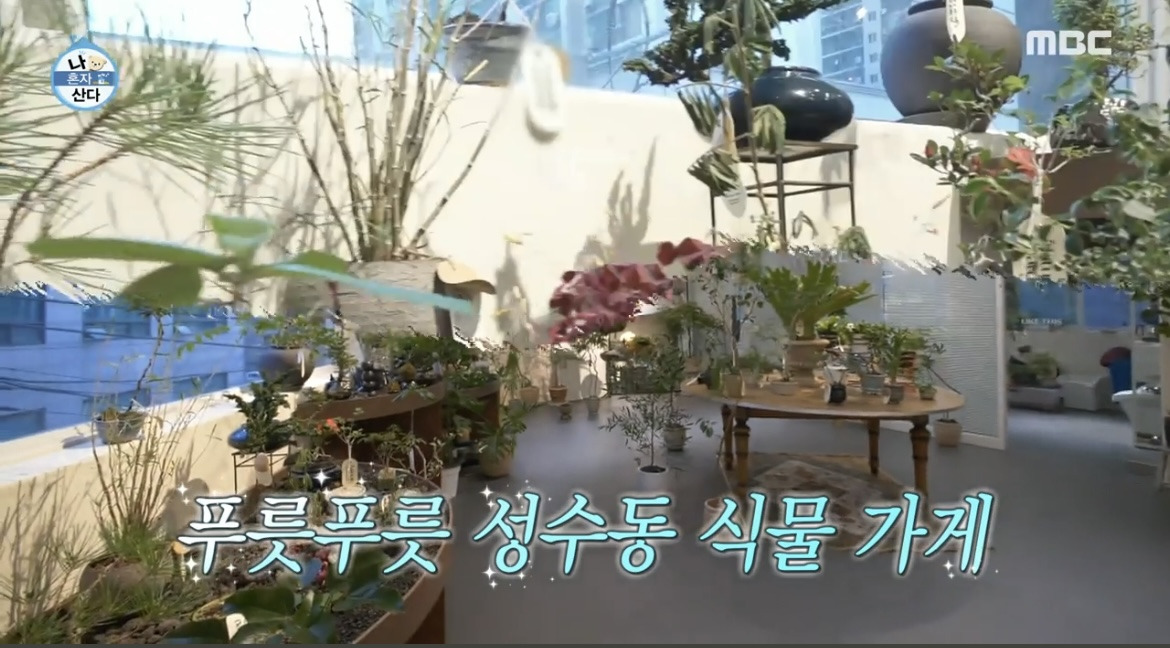 나혼자산다 나혼산 박세리 동네식물가게 꽃집 대왕선인장 파는곳 어디 박세리 성수동 식물천국 꽃집 위치 정보