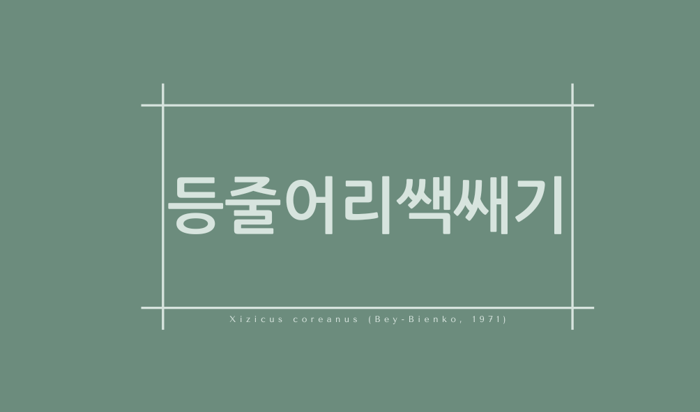 등줄어리쌕쌔기xizicus Coreanus Bey Bienko 1971특징서식지종류천적수명몸무게꿈해몽