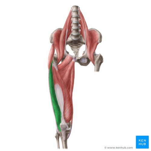 [근육] 외측광근(Vastus Lateralis)