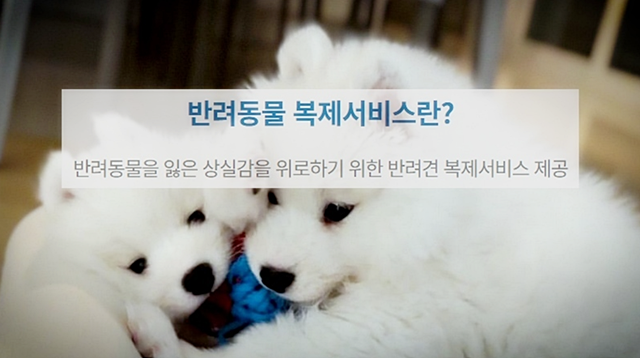 [SBS 뉴스토리] 당신의 반려동물, 복제하시겠습니까? - Kollo