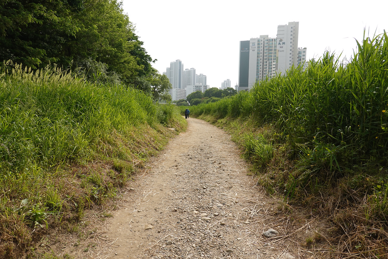 [20230813]안양 학의천 길. 남쪽 천변 흙길. 산책로