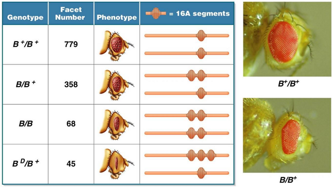 [유전학] 5.4 : duplication (중복)