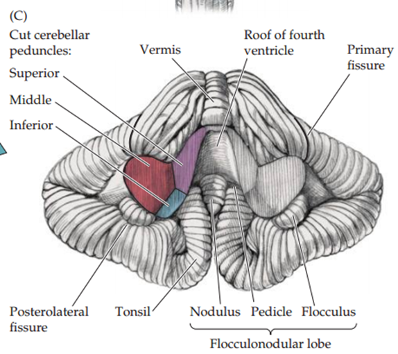 [신경 해부] 소뇌(cerbellum), 파트1