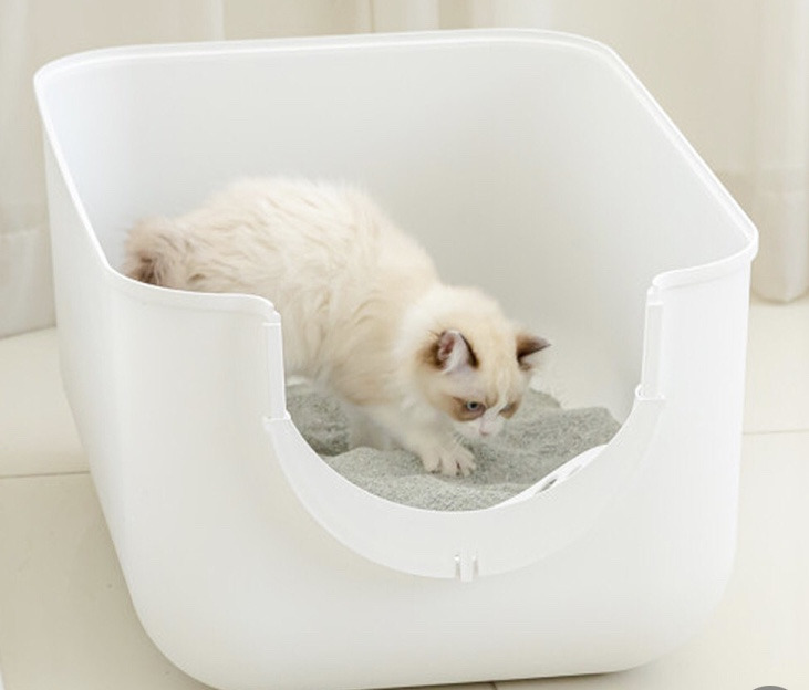 고양이 키우는 방법 초보집사는 꼭 보세요