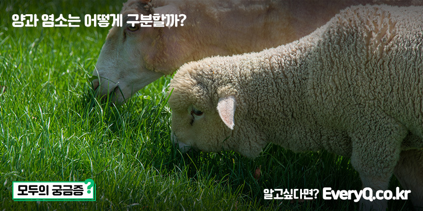 양과 염소는 어떻게 구분할까 양과 염소의 구분 양과 염소의 차이