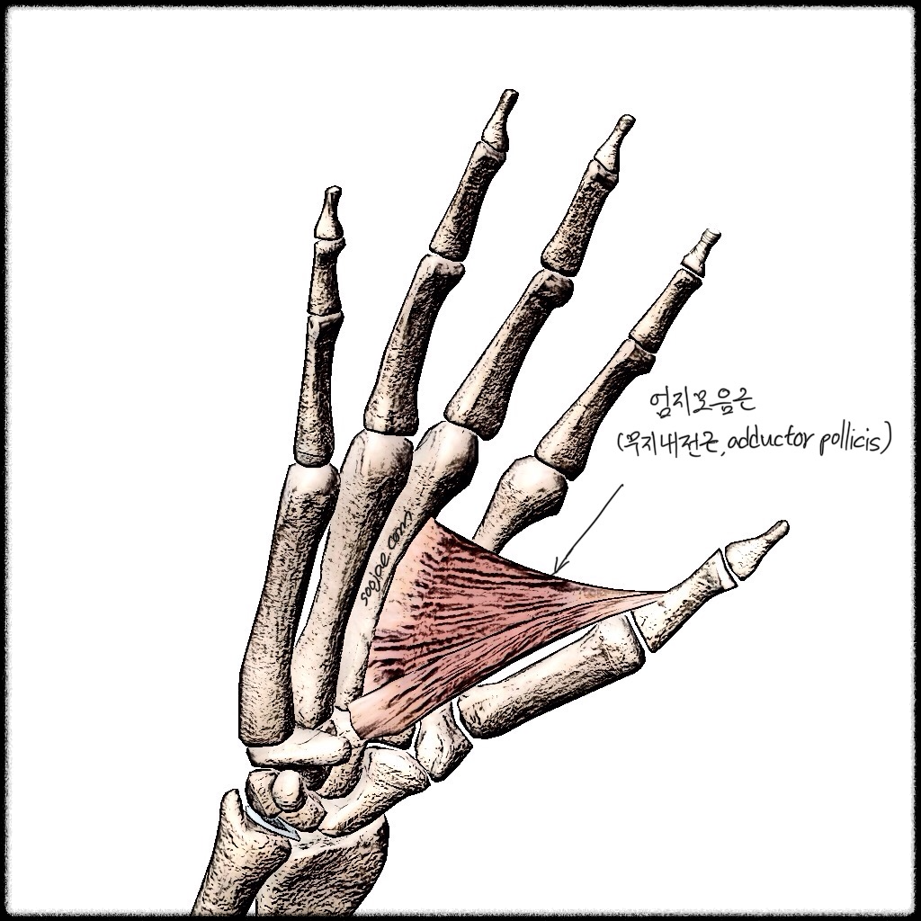 엄지 근육들(pollicis muscles)