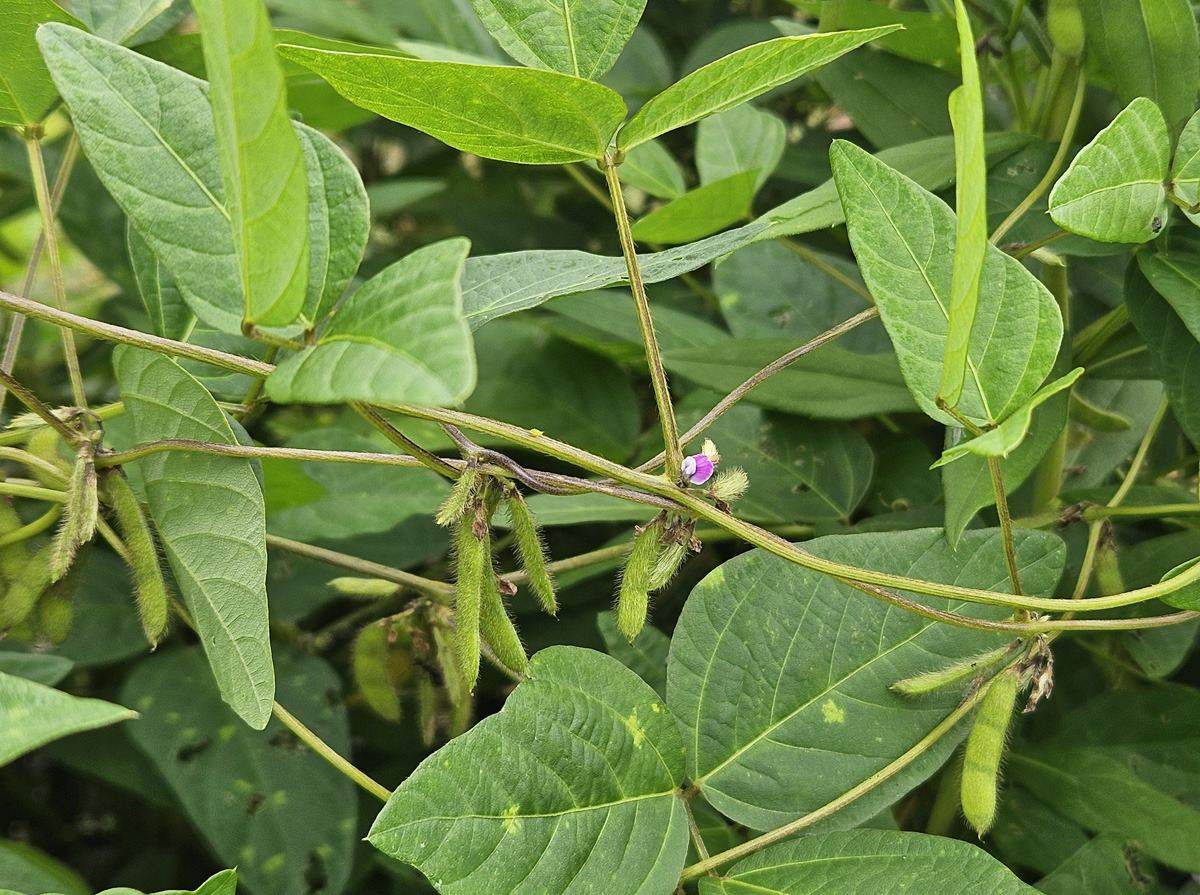 돌콩 (학명: Glycine soja)